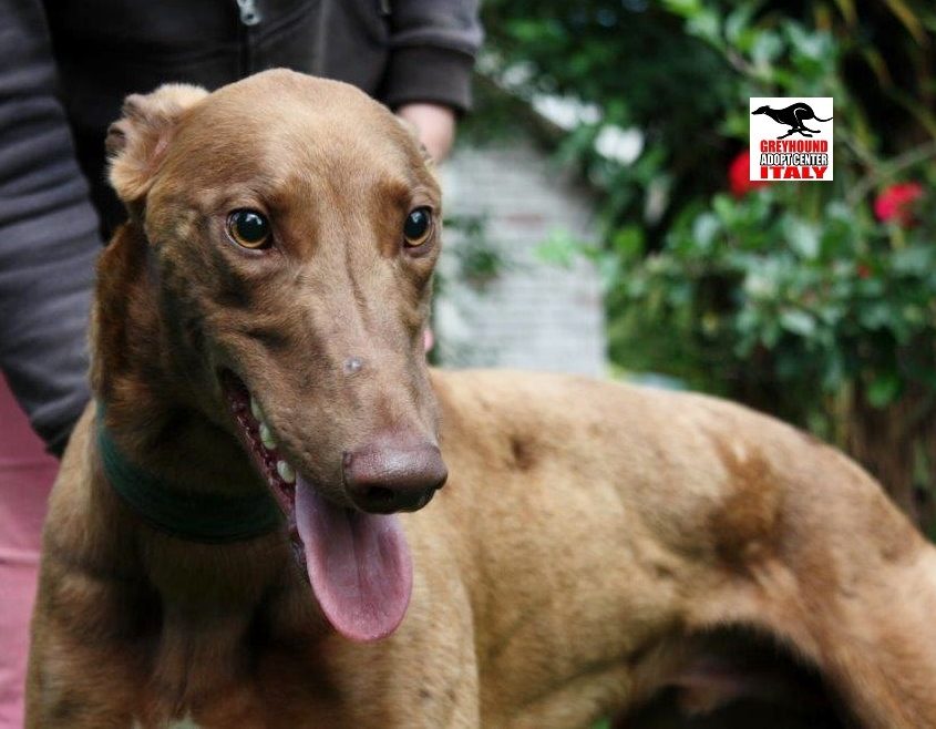 DUNEL - Adozioni Levrieri - GACI