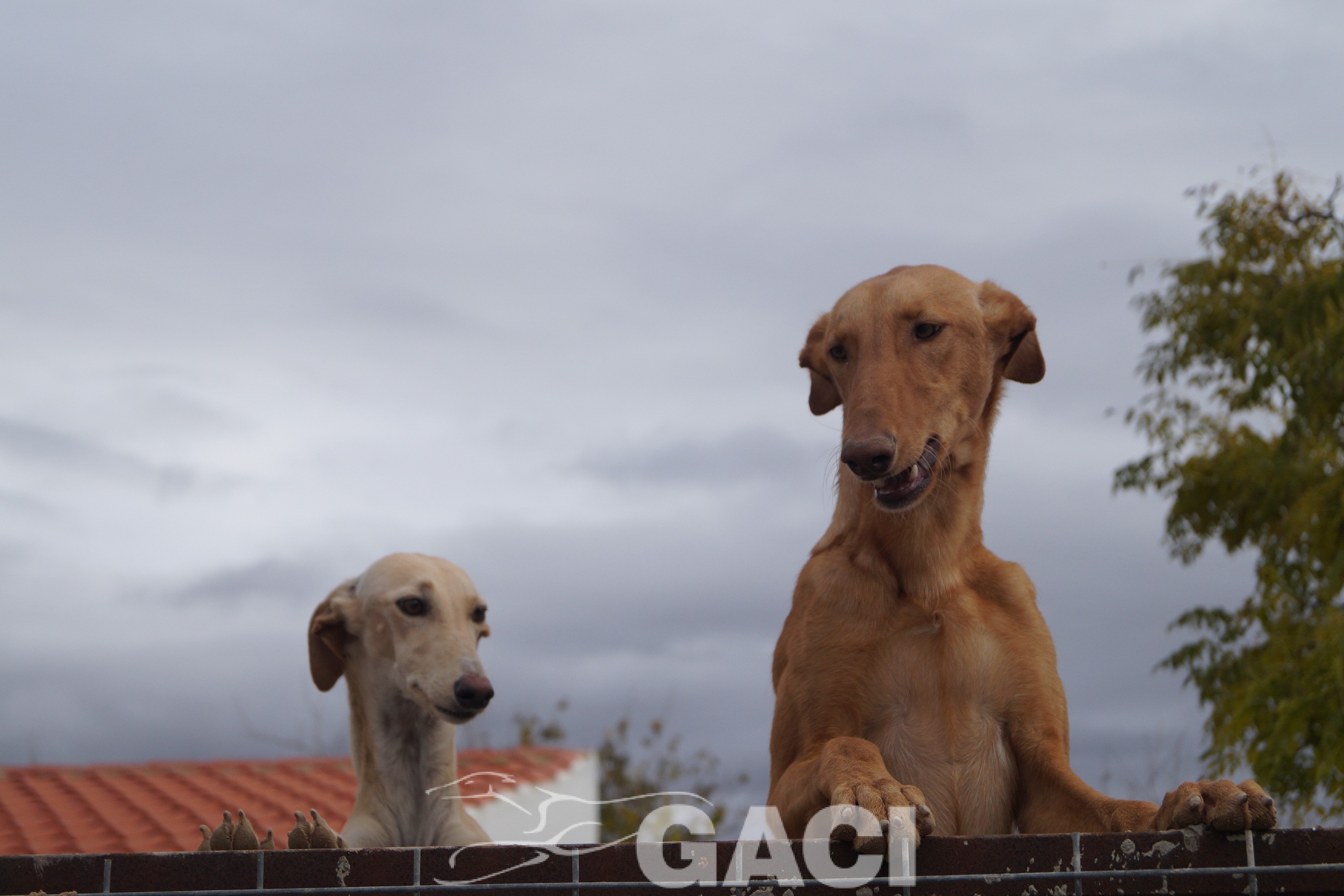 TEO Y YUMA (2) - Adozioni Levrieri - GACI