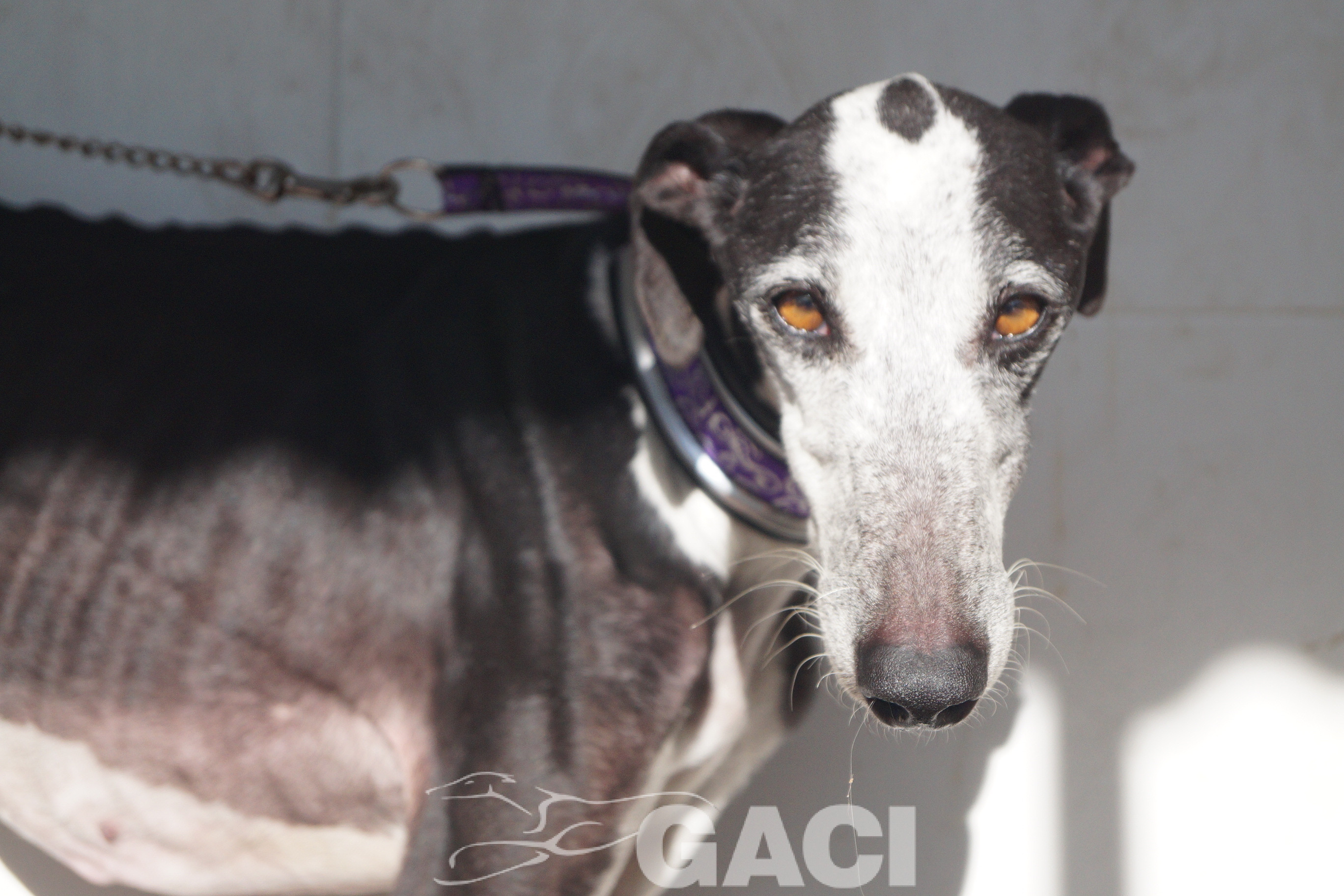 MARQUESA - Adozioni Levrieri - GACI