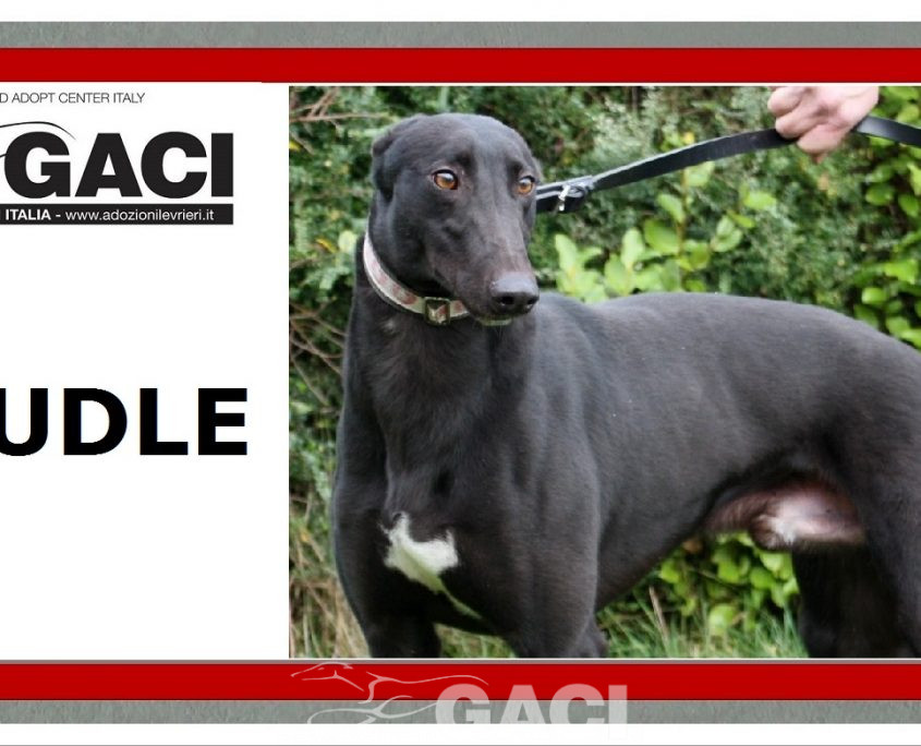 DUDLE - Adozioni Levrieri - GACI