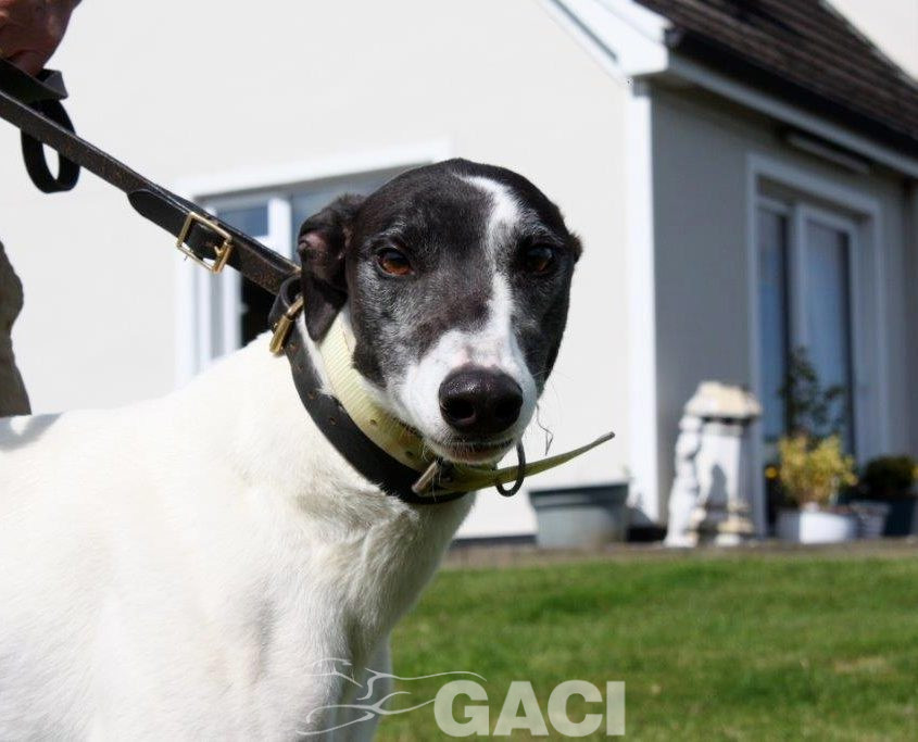 MAVERIK - Adozioni Levrieri - GACI