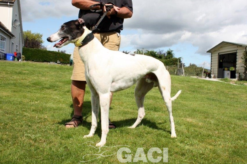 MAVERIK - Adozioni Levrieri - GACI