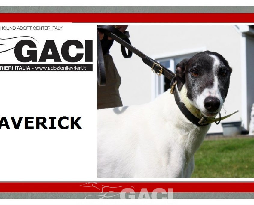 MAVERIK - Adozioni Levrieri - GACI