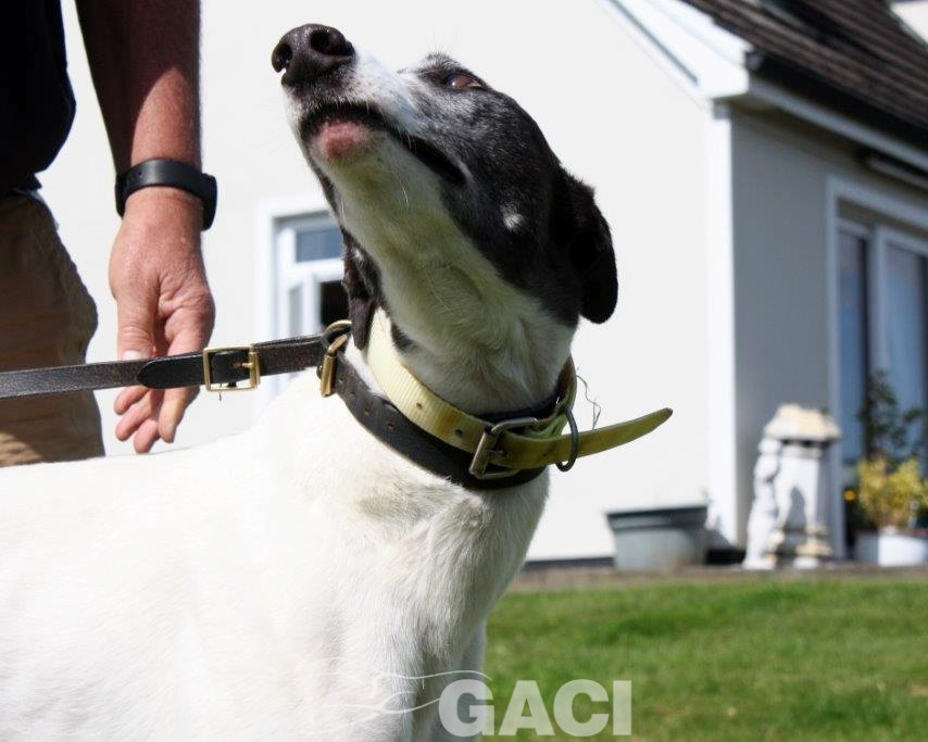 MAVERIK - Adozioni Levrieri - GACI