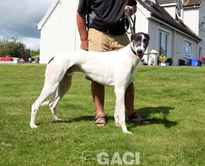 MAVERIK - Adozioni Levrieri - GACI