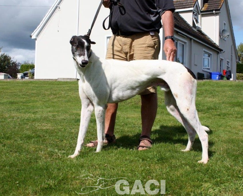 MAVERIK - Adozioni Levrieri - GACI