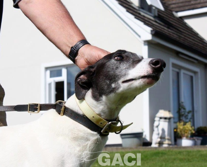 MAVERIK - Adozioni Levrieri - GACI