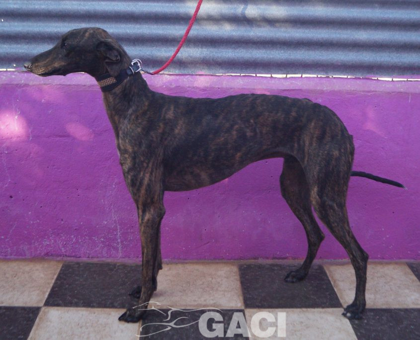 ISLERO - Adozioni Levrieri - GACI