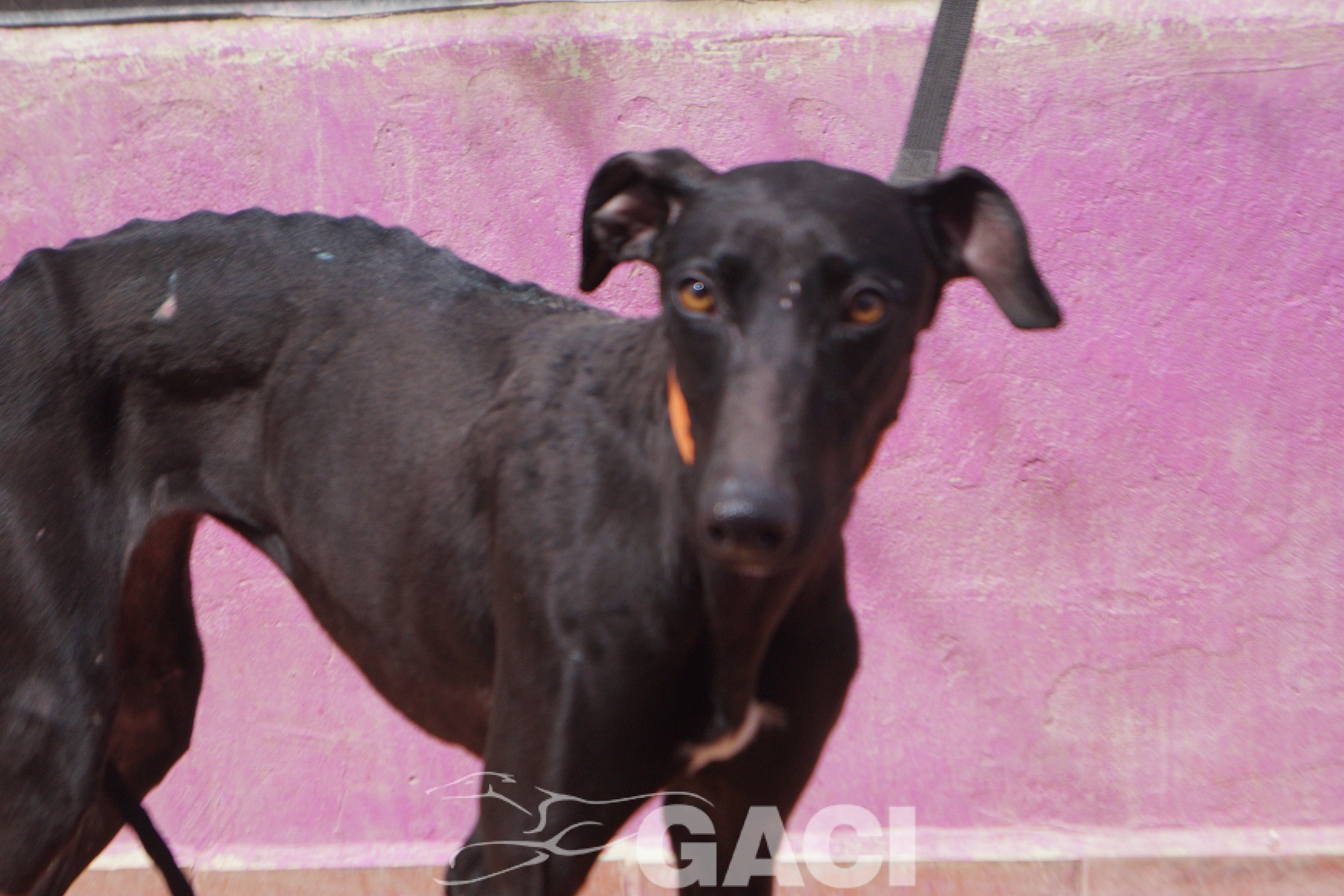 BAMBU' - Adozioni Levrieri - GACI