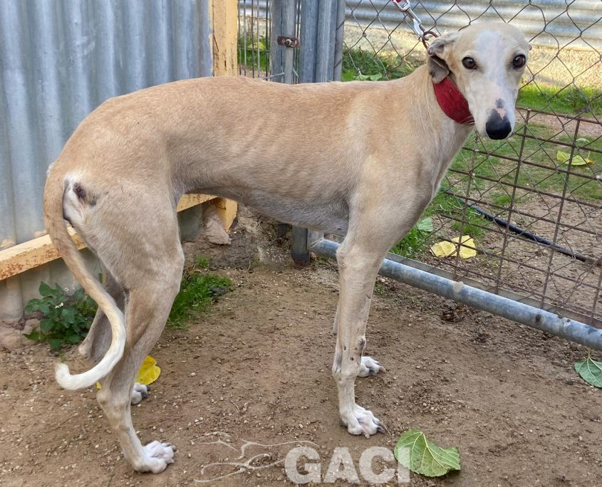 PAQUERA - Adozioni Levrieri - GACI