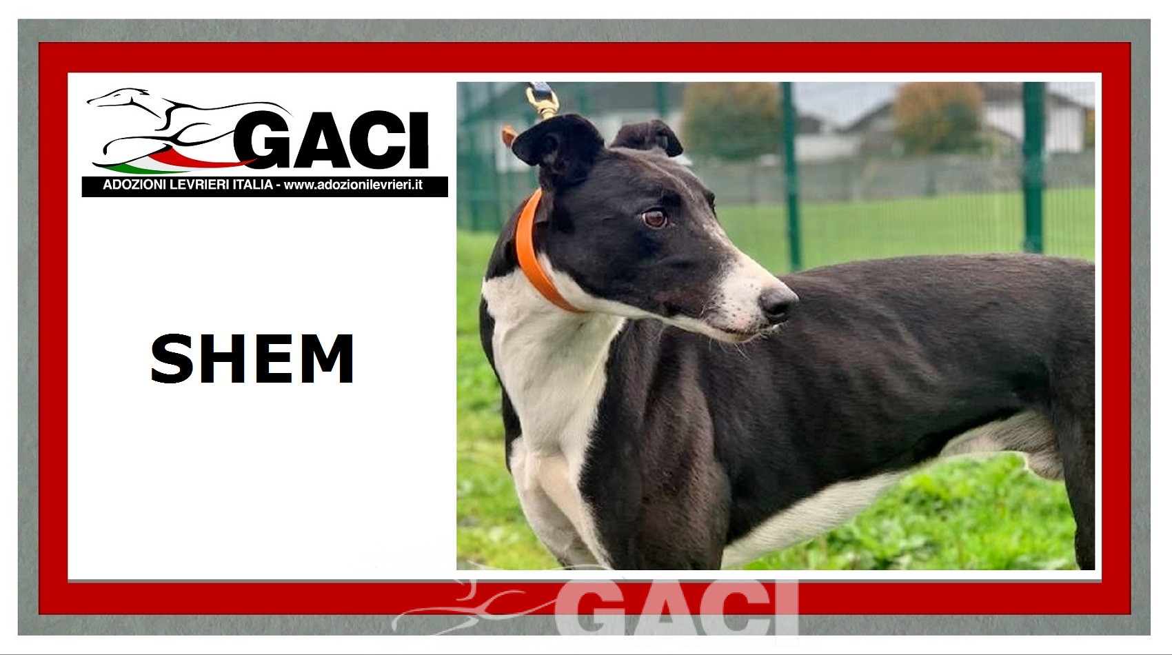 SHEM - Adozioni Levrieri - GACI
