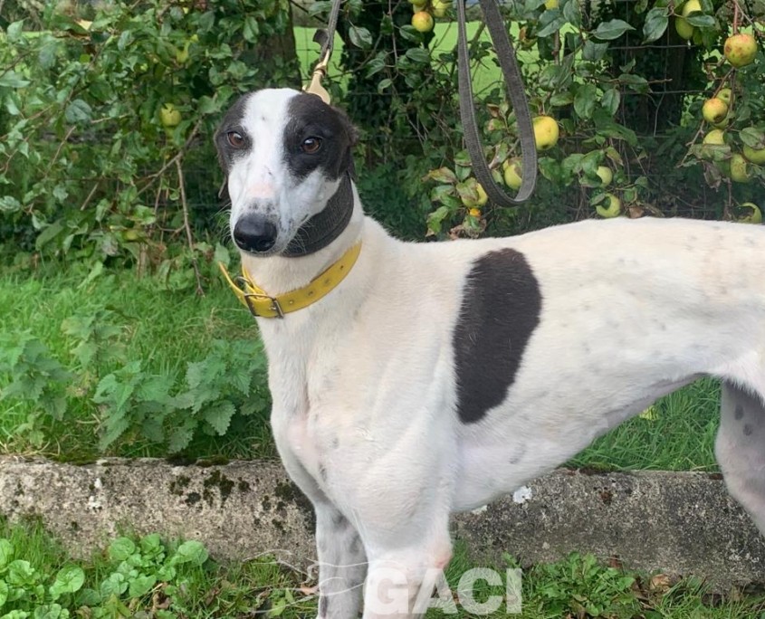 TWIGGY - Adozioni Levrieri - GACI