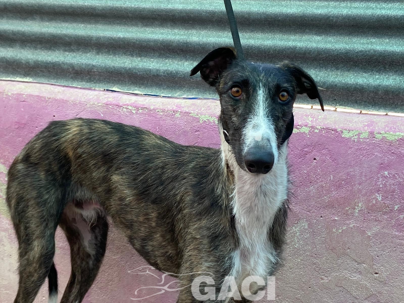 BILLY - Adozioni Levrieri - GACI