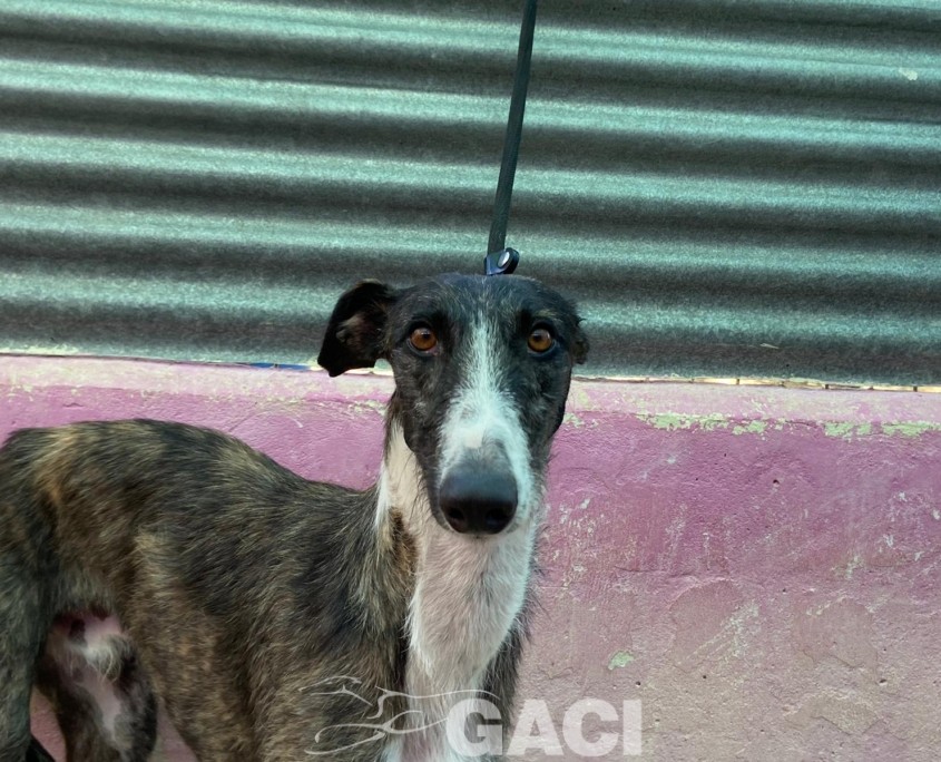 BILLY - Adozioni Levrieri - GACI