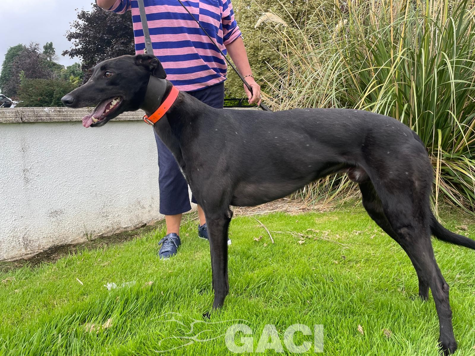 FABIO - Adozioni Levrieri - GACI