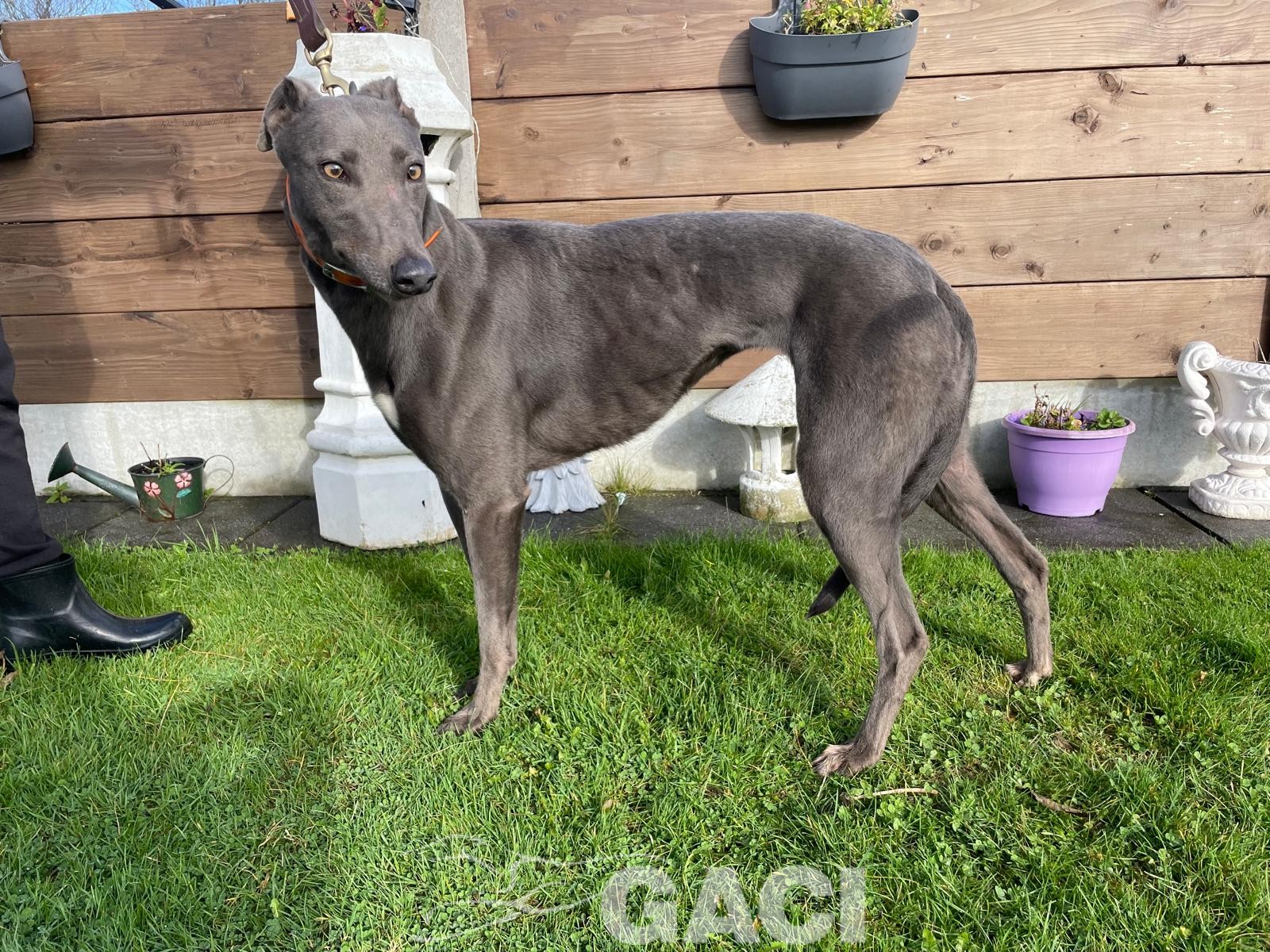 CATHY - Adozioni Levrieri - GACI